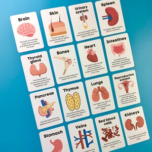 Human Anatomy Flash Cards Parts of the Body Scientific Body Children ...