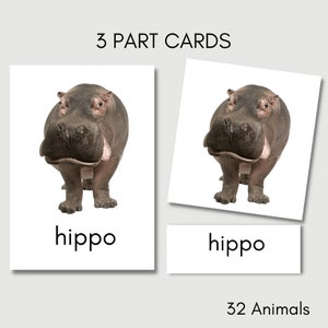 Zoo Animal Cards Flash Cards Children Toddler Printable Digital ...