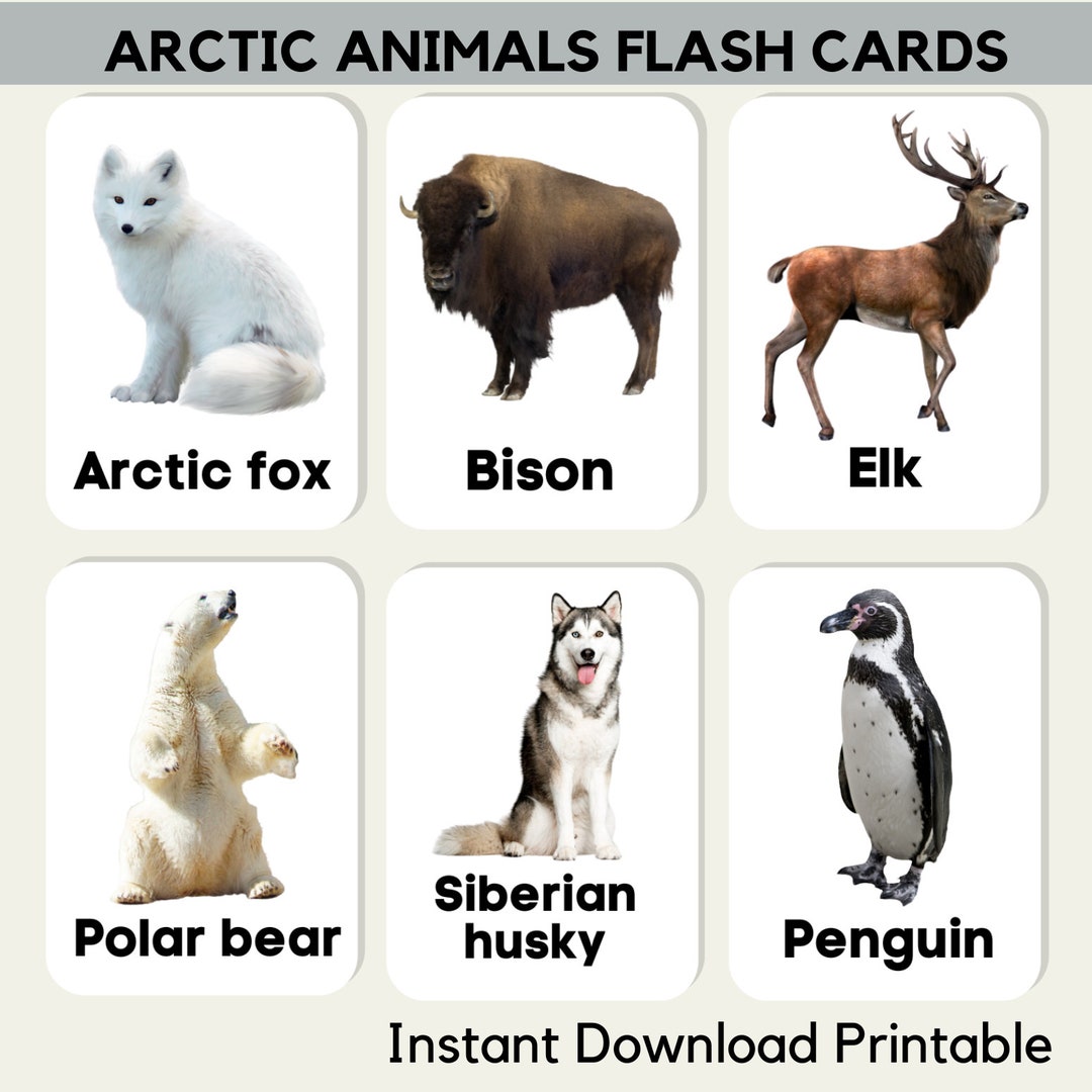 Arctic Animals Printable Flash Cards Preschool Children Kids Learning ...