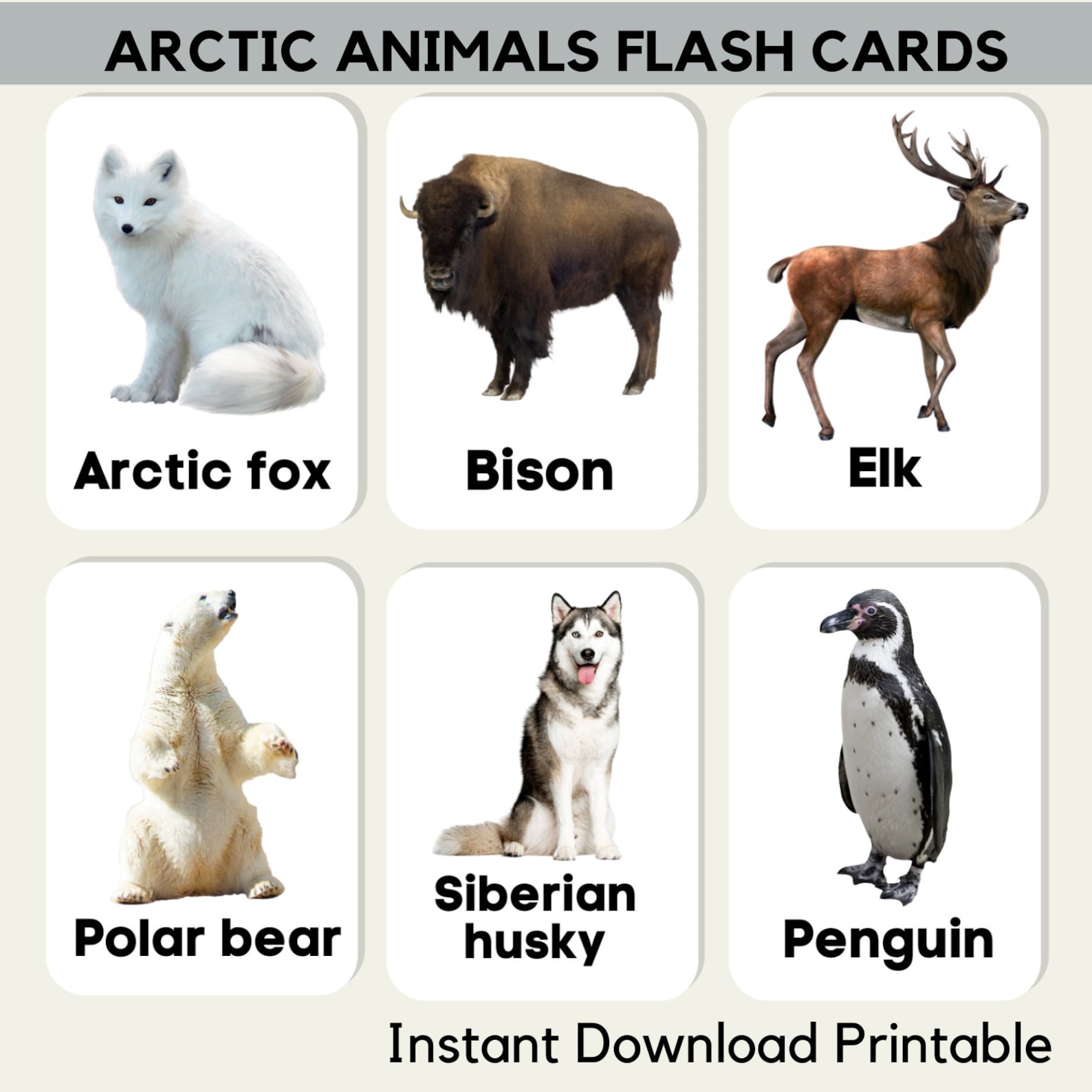 Arctic Animals Printable Flash Cards Preschool Children Kids Learning ...