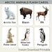 Arctic Animals Printable Flash Cards Preschool Children Kids Learning ...