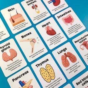 Human Anatomy Flash Cards Parts of the Body Scientific Body Children ...