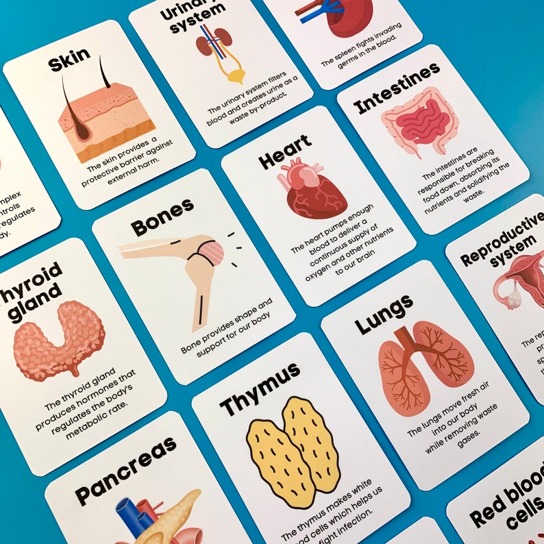 Human Anatomy Flash Cards Parts of the Body Scientific Body Children ...