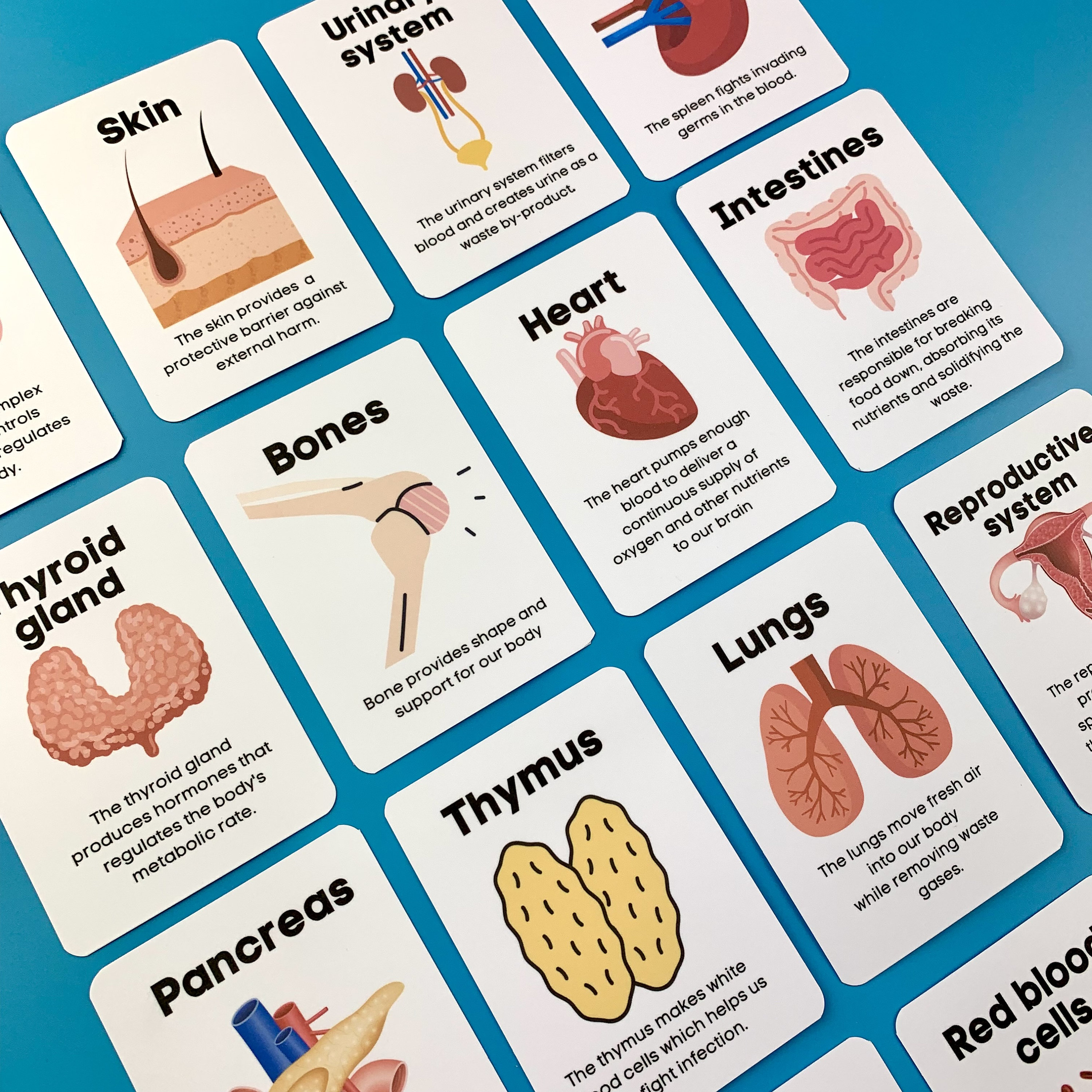 Tarjetas didácticas de anatomía humana, partes del cuerpo, cuerpo ...