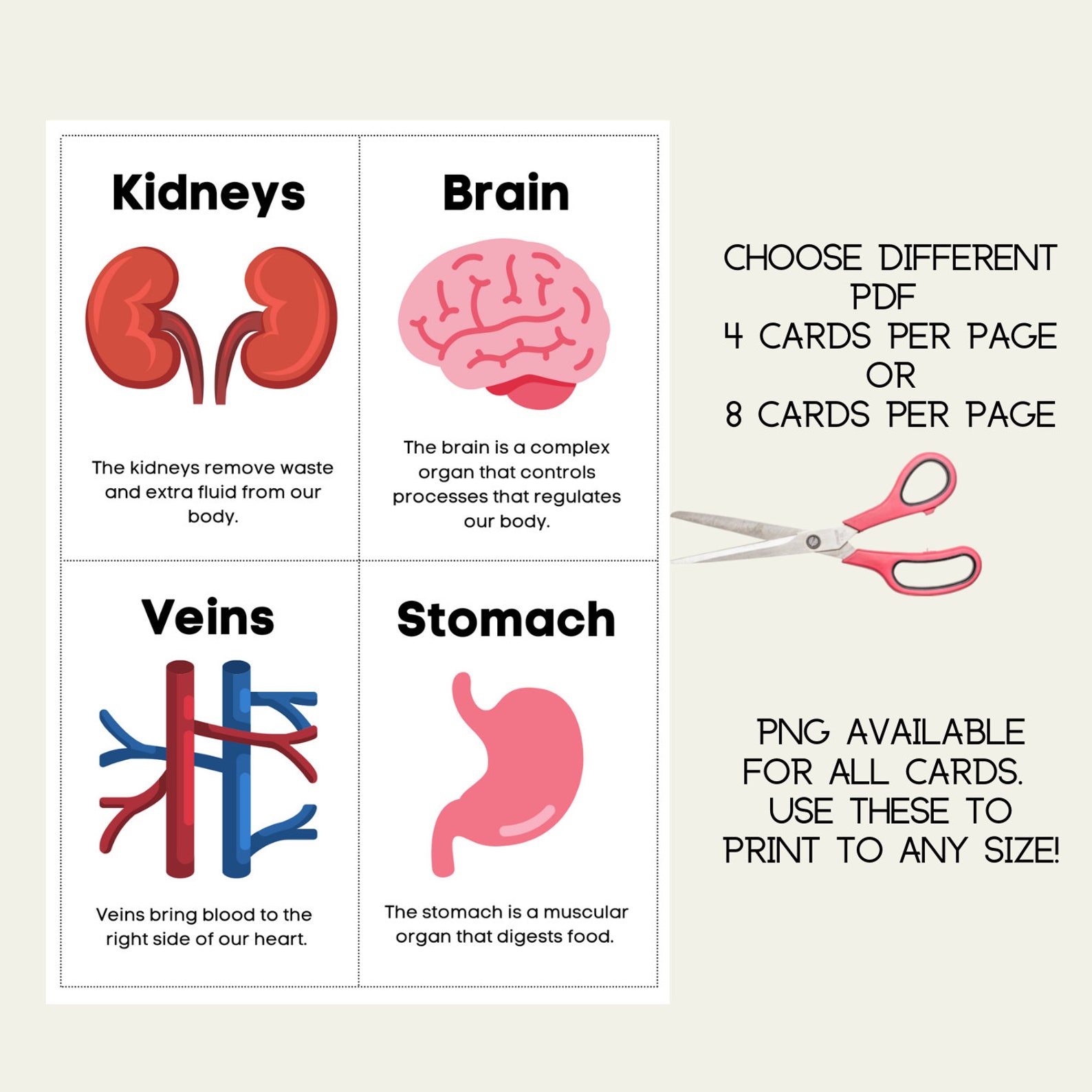 Human Anatomy Flash Cards Parts of the Body Scientific Body - Etsy