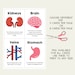 Human Anatomy Flash Cards Parts of the Body Scientific Body Children ...