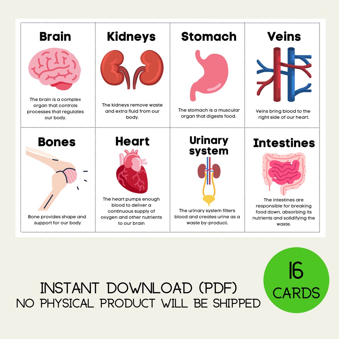 Human Anatomy Flash Cards Parts of the Body Scientific Body - Etsy