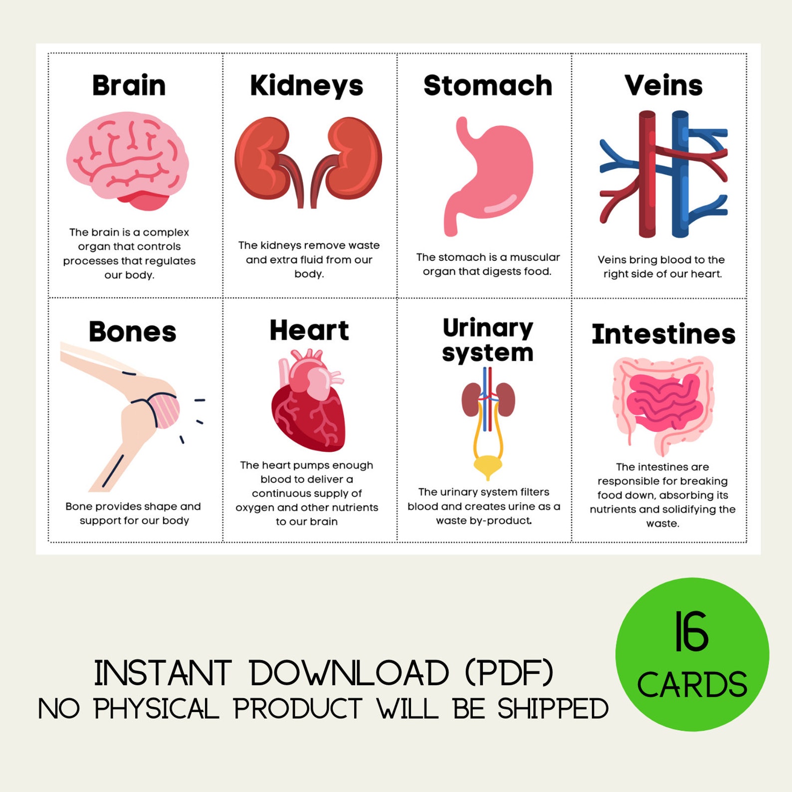 Human Anatomy Flash Cards Parts of the Body Scientific Body Children ...