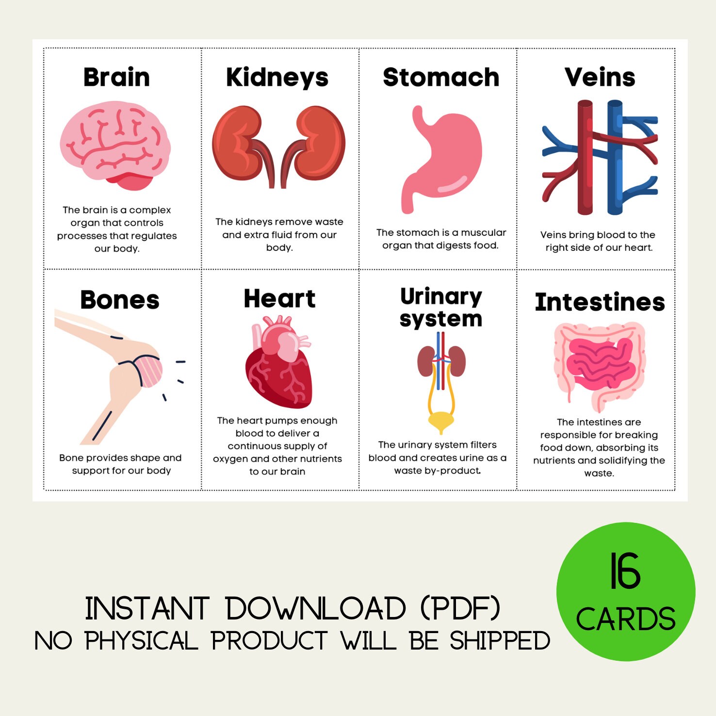 Tarjetas didácticas de anatomía humana, partes del cuerpo, cuerpo ...
