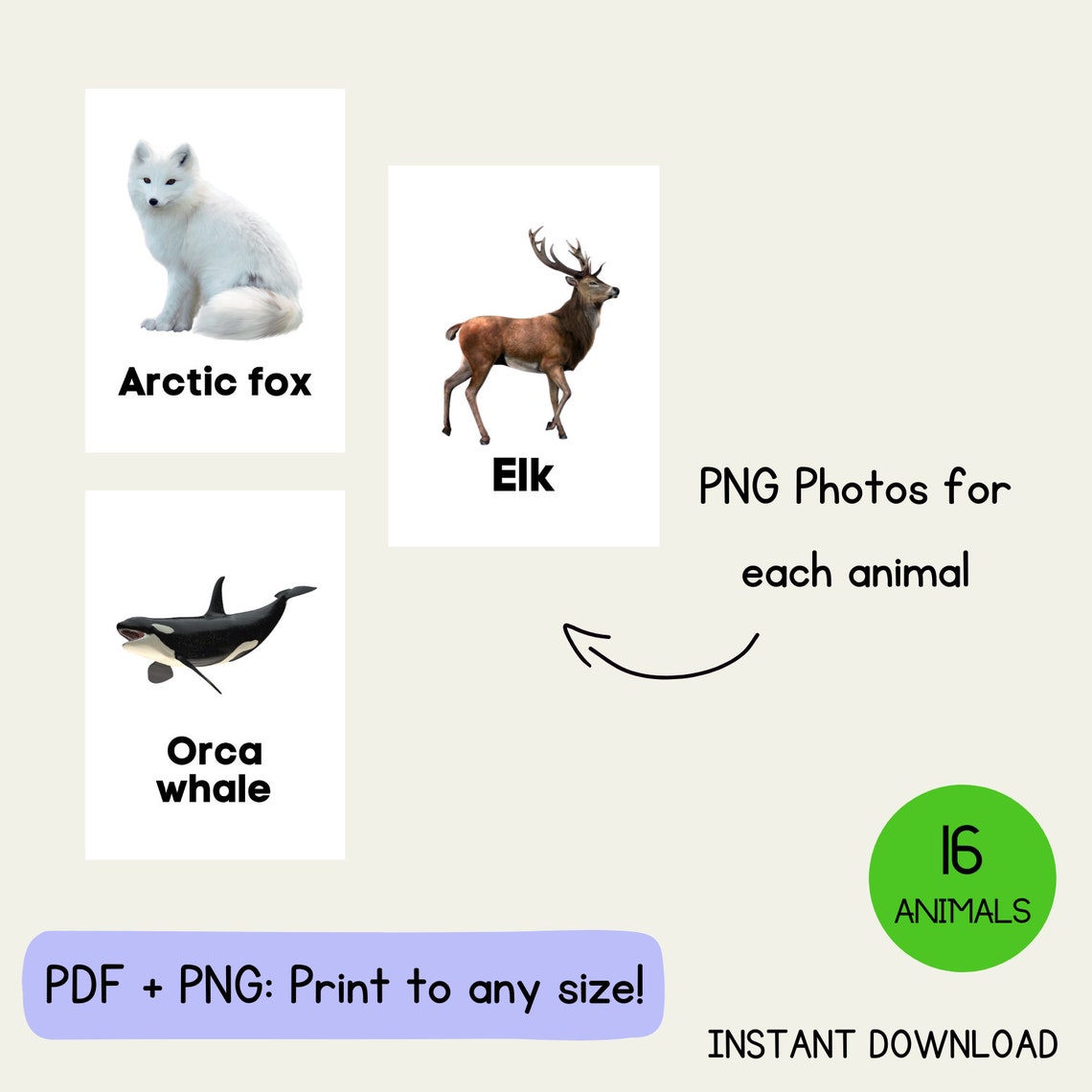 Arctic Animals Printable Flash Cards Preschool Children Kids Learning ...