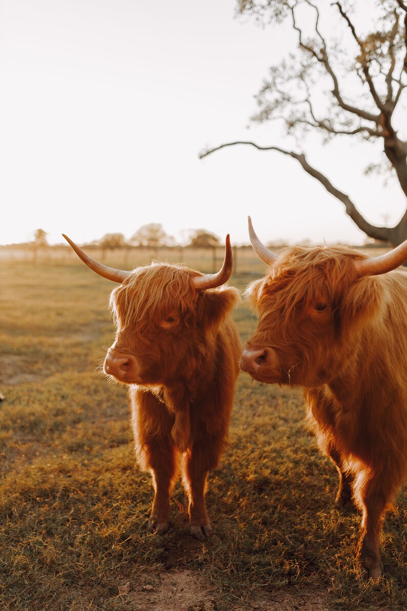 Home Decor - Photography Print | Digital Print | Western Print Set ...