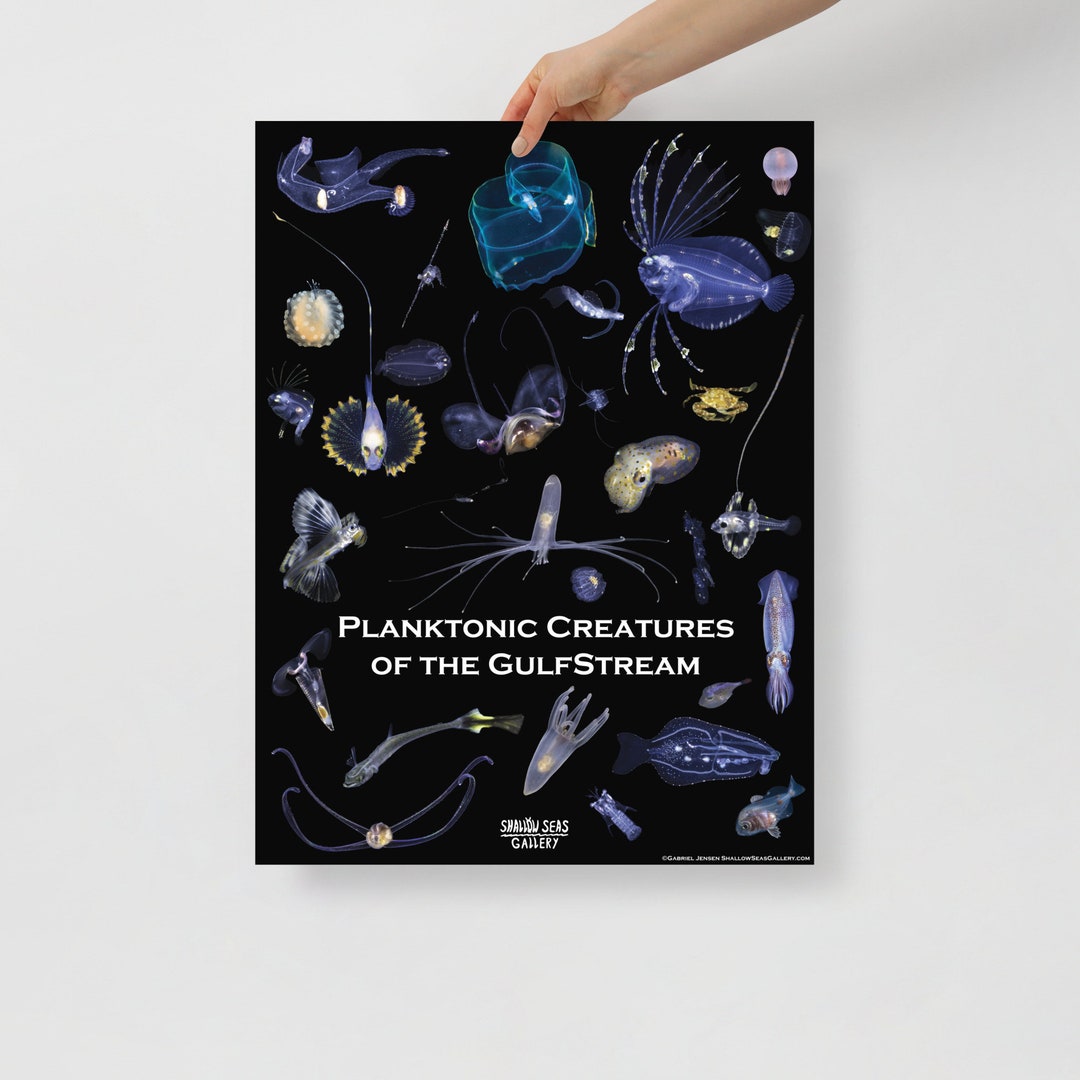 Planktonic Creatures of the Gulfstream Informational Poster for ...