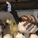 Goose, Gosling, Duck Piñata Statue -- Durable Handmade Paper Mache - Etsy