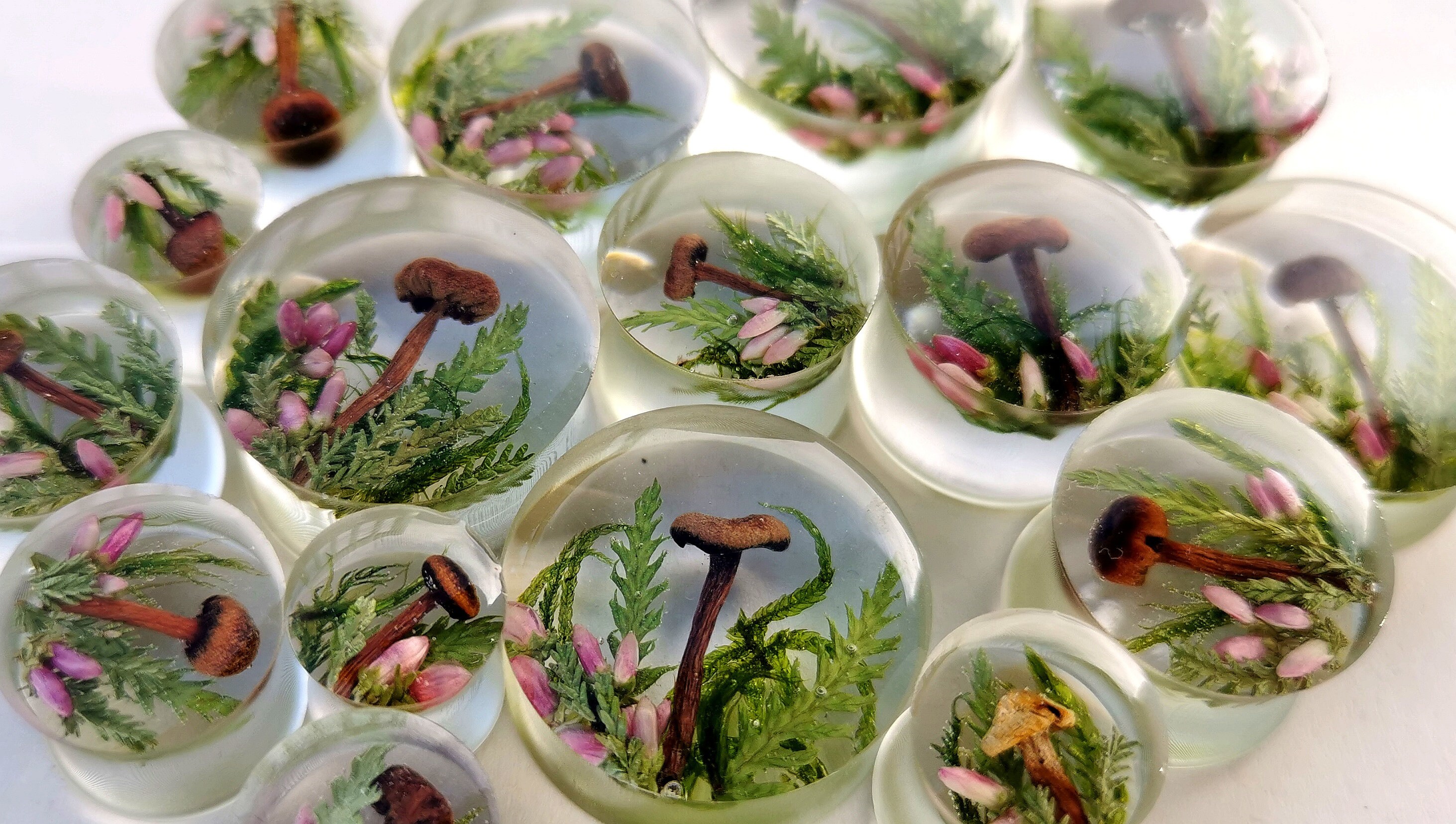 Mushroom Gauges, Double Flared Plugs , Resin Plug With Mushroom and ...