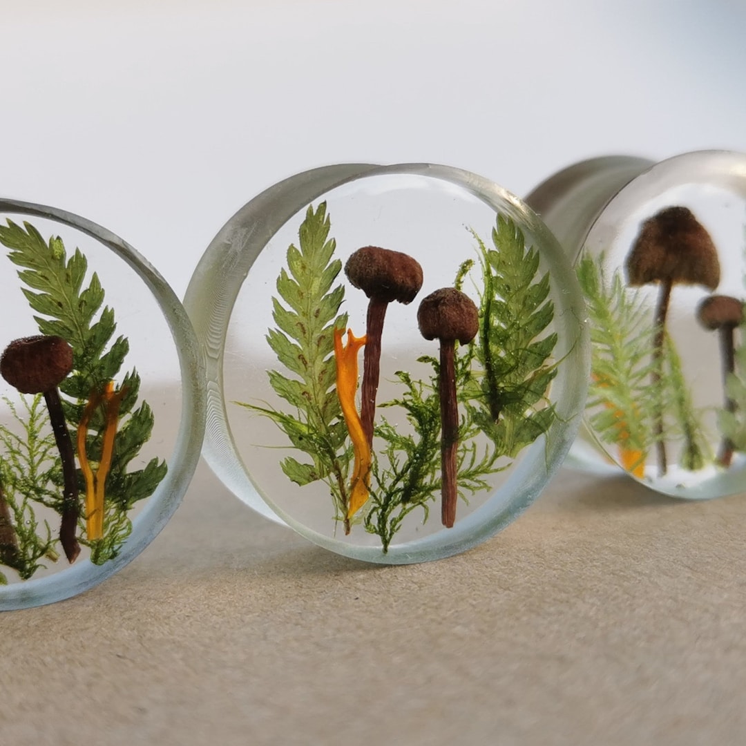 Real Mushroom Plug, Double Flare , Resin Plug With Mushroom and Moss ...