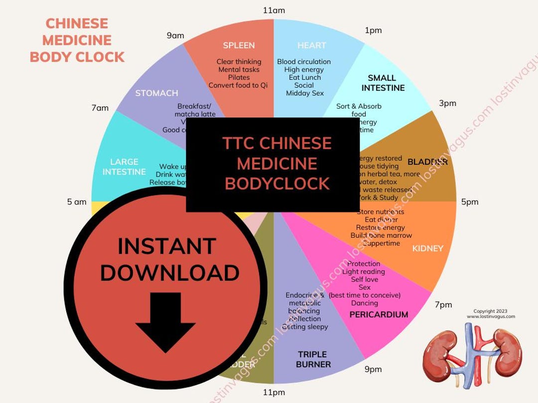 TTC Chinese Medicine Body Clock Diagram - Etsy