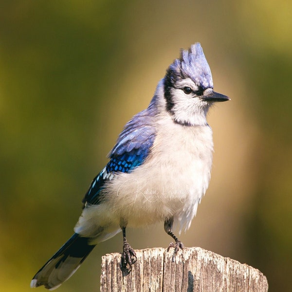 Blue Jay Print - Etsy