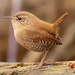 Little Wren Photo, Bird Photography, Winter Wren Print, Nature ...