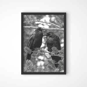 Raven Photo | Bird Photography | Two Ravens Print | Yellowstone ...