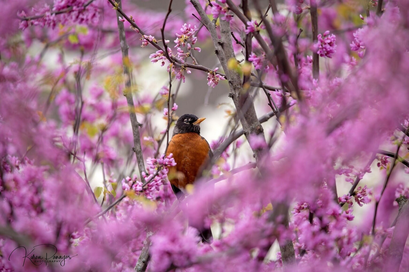Robin Print Bird With Flowers Photo Pink Floral Photograph Bird ...