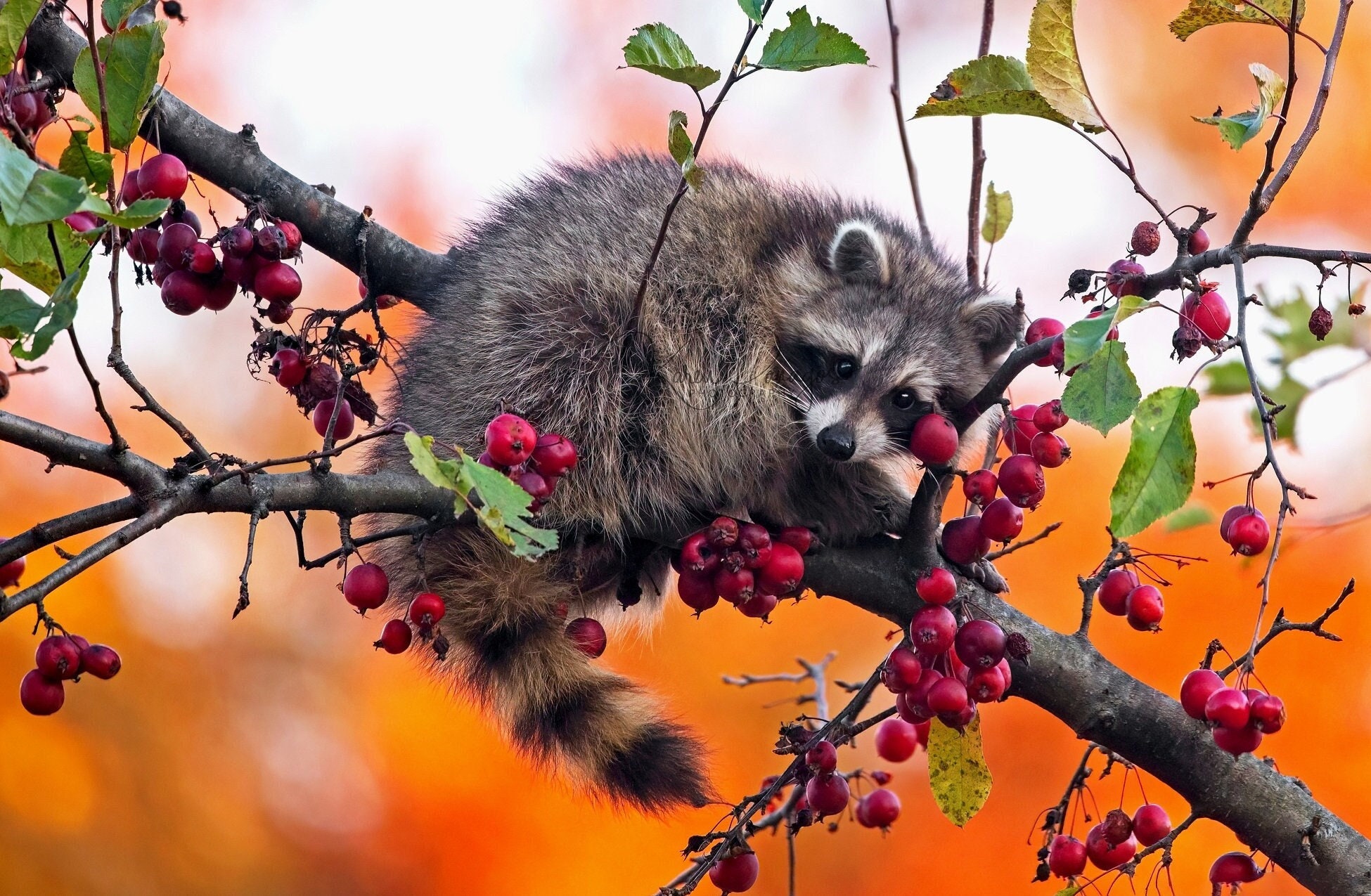 Raccoon Photo, Baby Racoon, Color and Black and White, Baby Animal ...