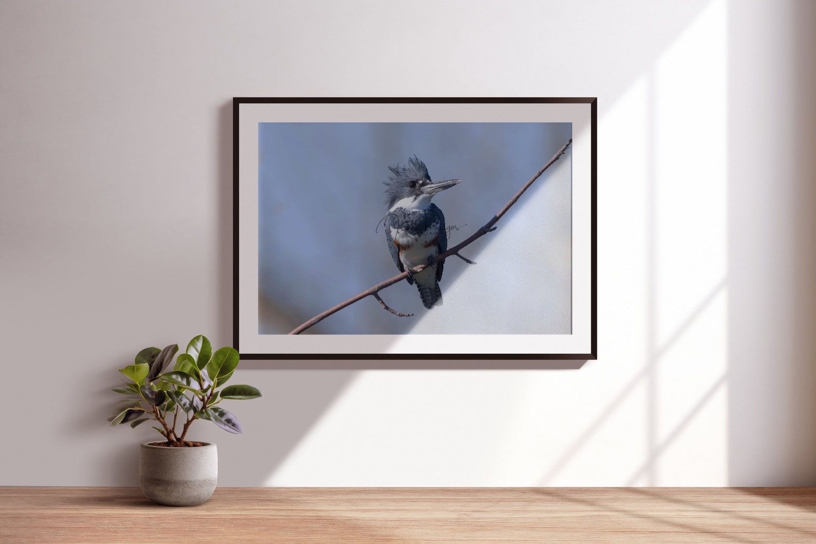 Belted Kingfisher Photo | Bird Photography Print | in Black and White ...