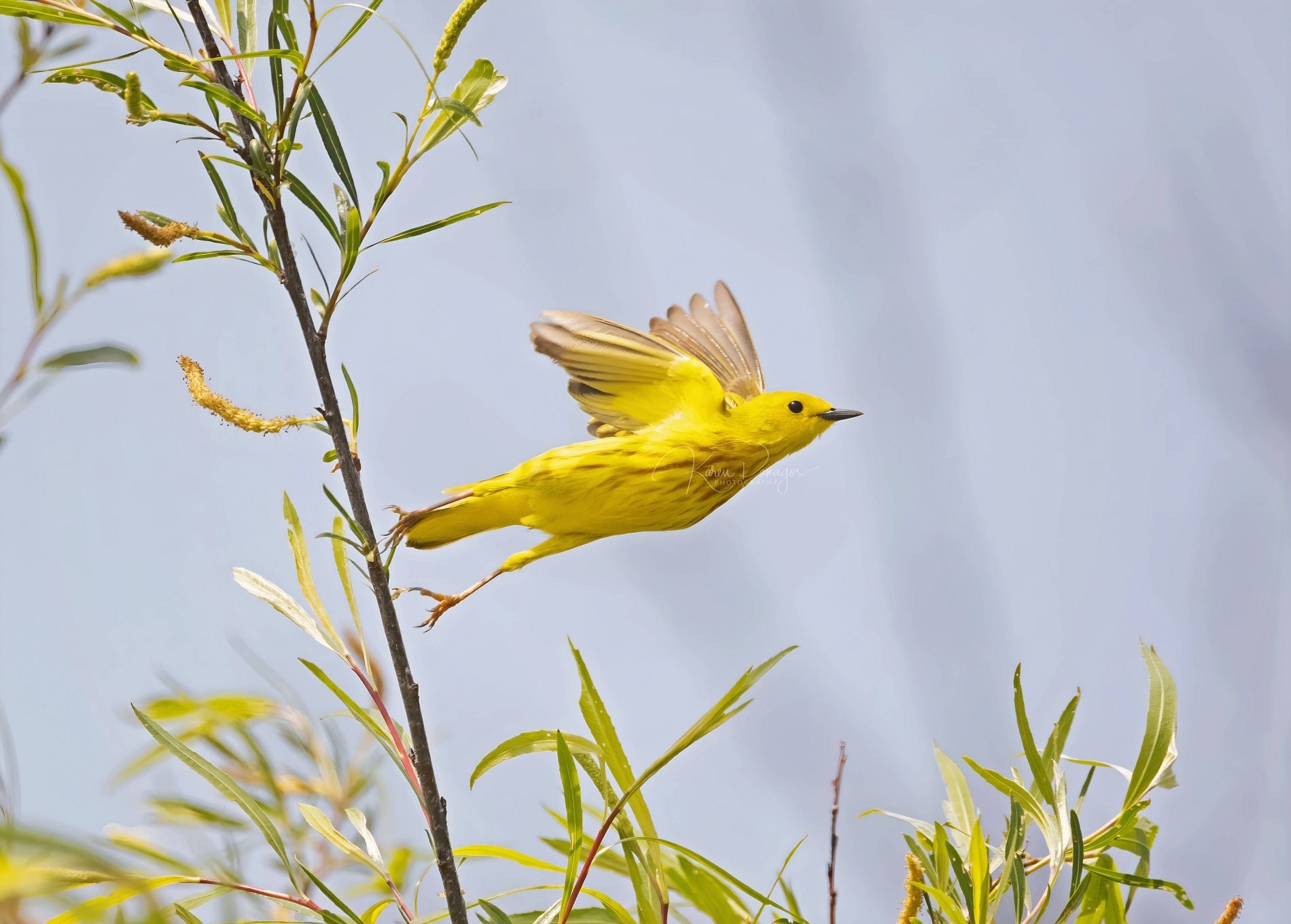 Yellow Warbler Photo, Bird Photography, Yellow Bird Picture, Spring ...