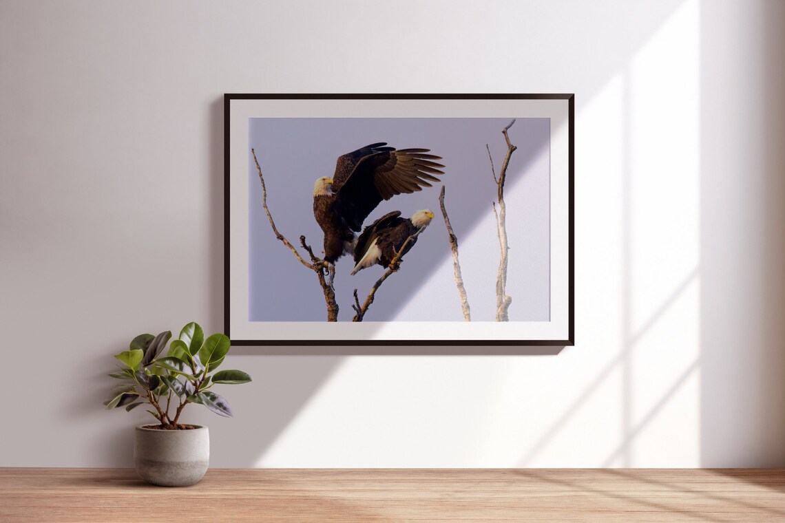 Bald Eagle Photograph Bird Photography Nature Pic Bird of Prey Poster ...