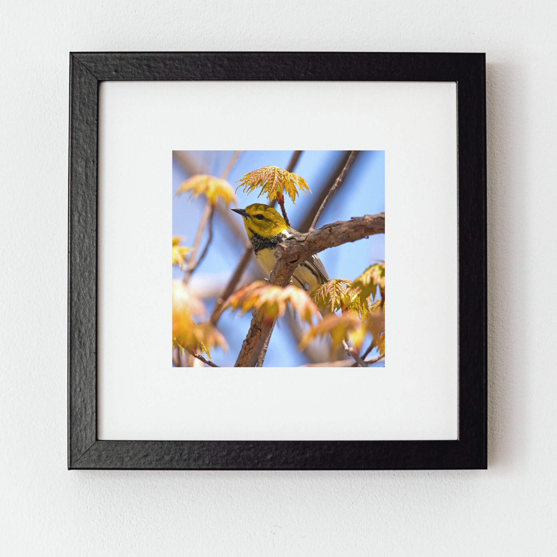 Warbler Print | Bird Photography | Black Throated Green Warbler ...