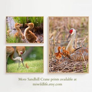 Sandhill Crane Family Photo Print | Michigan Birds | Wildlife ...