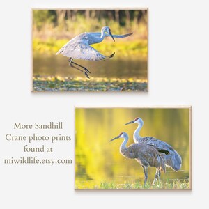Sandhill Crane Photograph | Bird Photography | Crane Picture | Wildlife ...