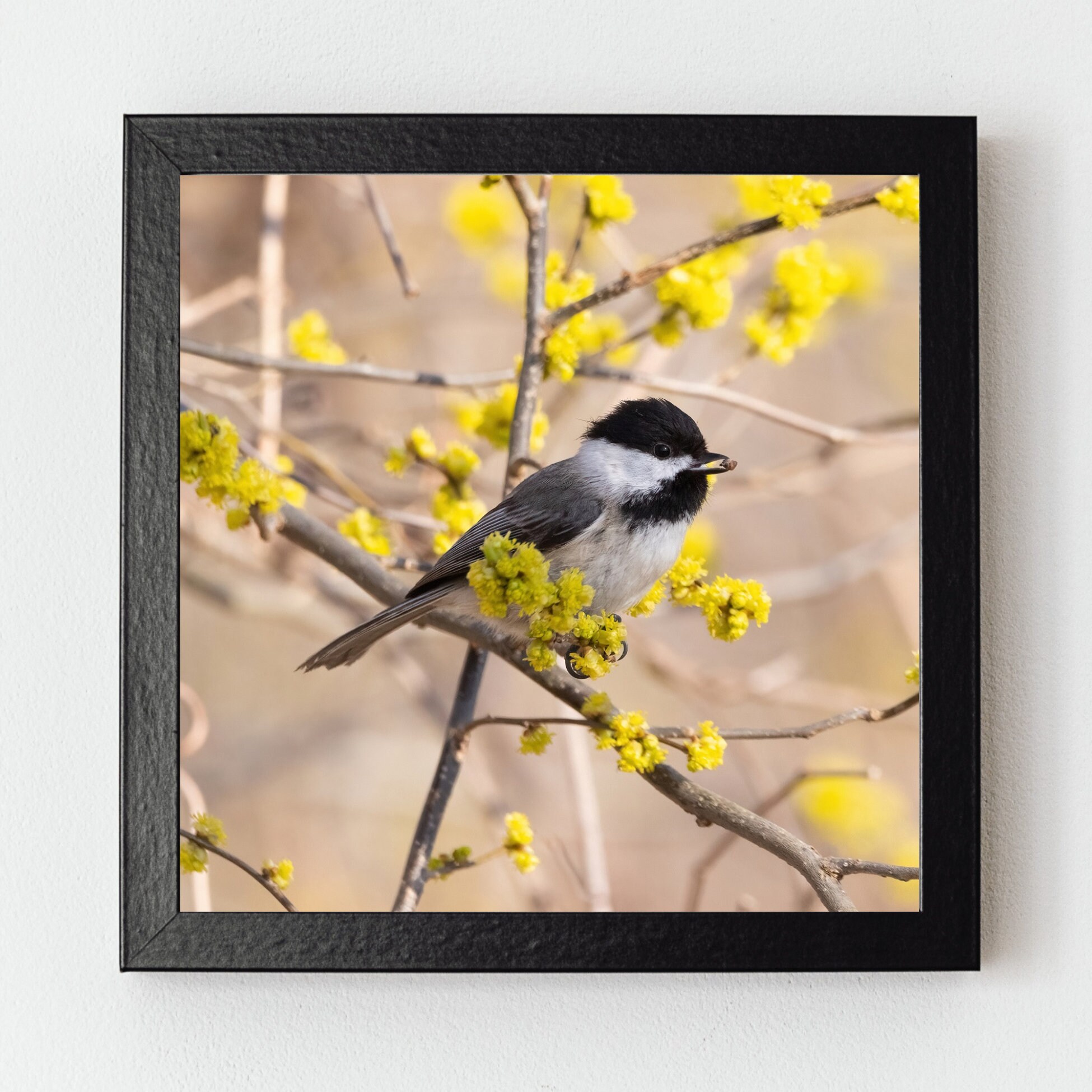 Chickadee Print Bird Wall Art for Nature Decor and Birdwatching ...