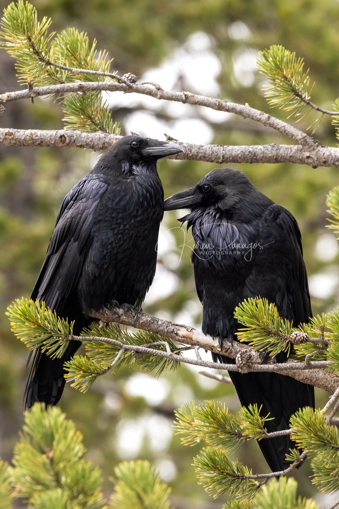 Raven Photo | Bird Photography | Two Ravens Print | Yellowstone ...