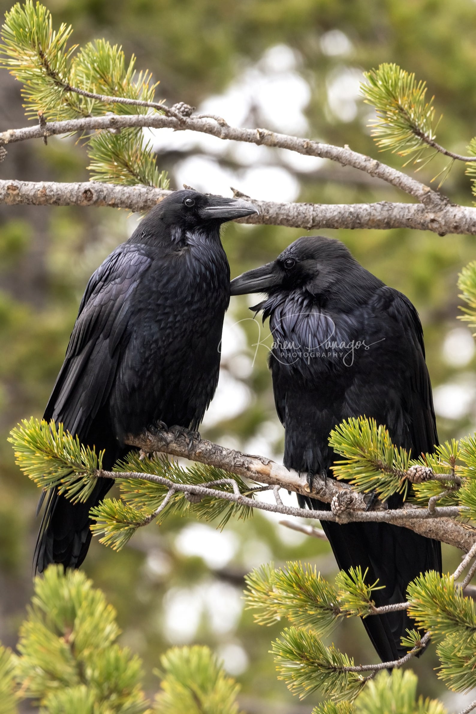 Raven Photo | Bird Photography | Two Ravens Print | Yellowstone ...