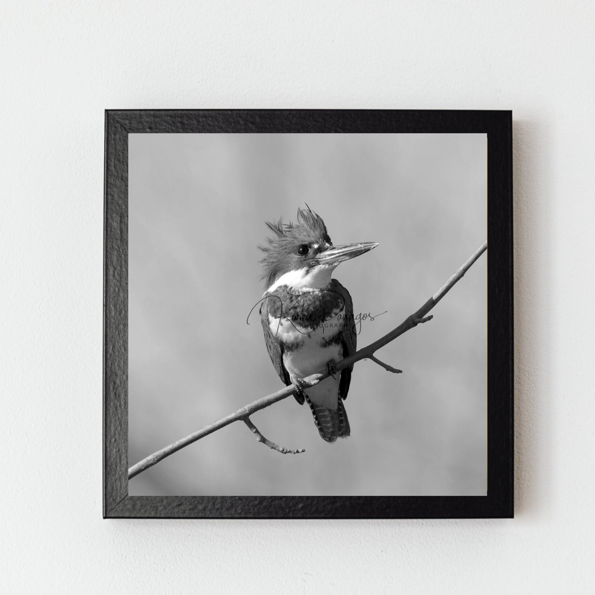Belted Kingfisher Photo | Bird Photography Print | in Black and White ...