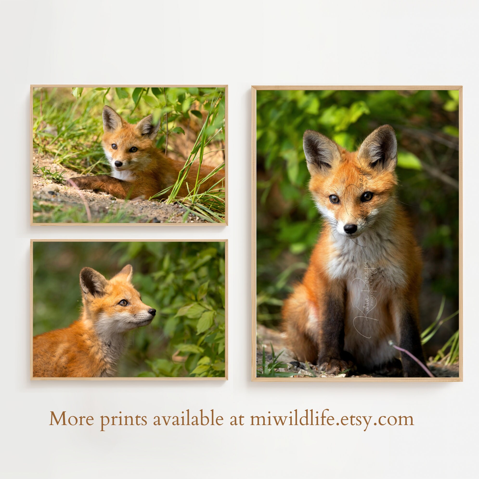 Red Fox Photo, Wildlife Photography, Baby Fox Puppy, Nature Wall Art ...