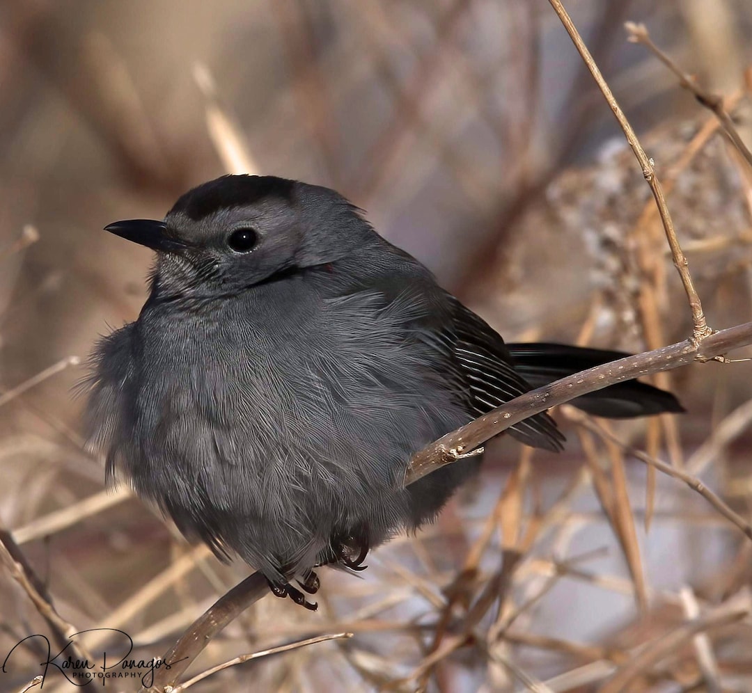Gray Catbird Print | Bird Photography | Wildlife Photo | Catbird ...