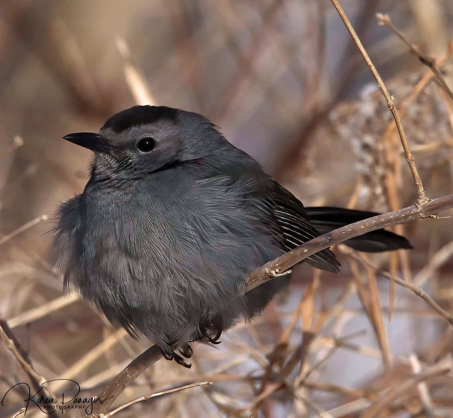 Gray Catbird Photography Print | Southeast Michigan Wildlife - Etsy