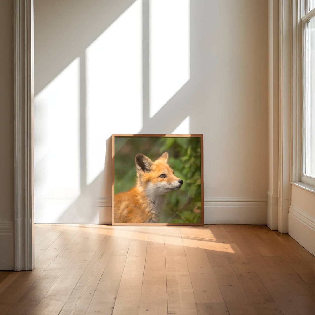 Red Fox Photo Wildlife Print Fox Kit Baby Animal Picture - Etsy
