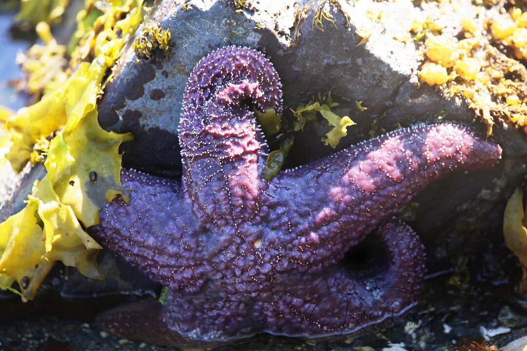 Starfish Photograph, Alaska Photography, Sea Star Photo, Coastal Decor ...