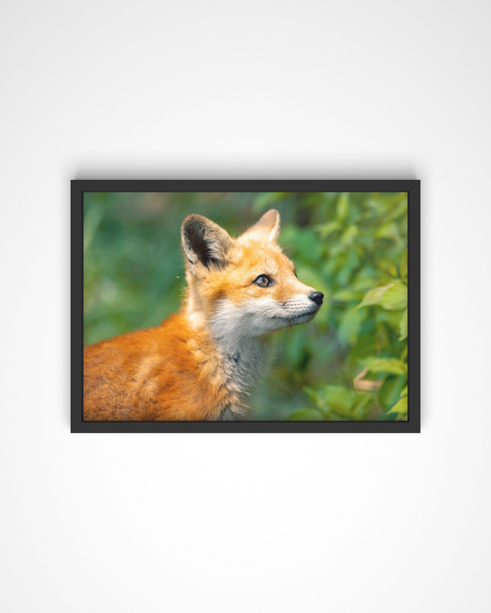 Red Fox Photo | Wildlife Print | Fox Kit | Baby Animal Picture | Nature ...