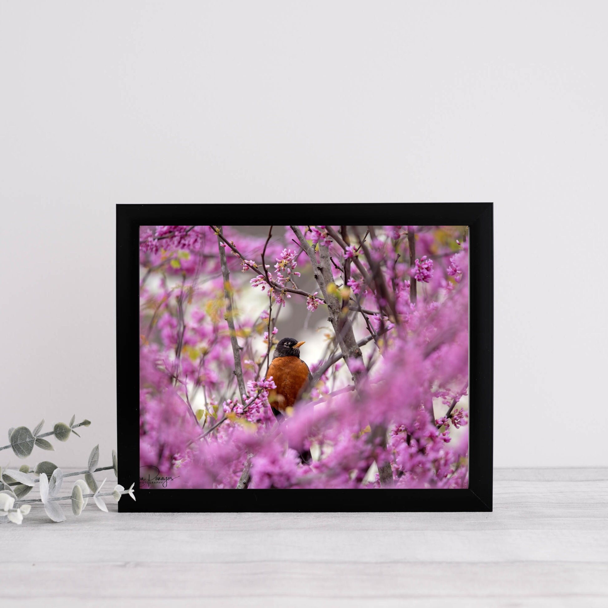 Robin Print Bird With Flowers Photo Pink Floral Photograph Bird ...