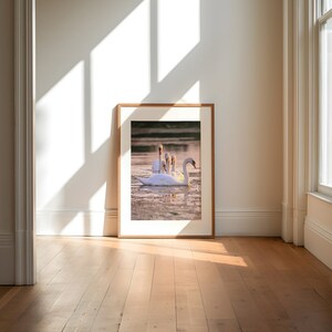 Swan Family Photo | Bird Photography | Swans at Sunset | Swans on A ...