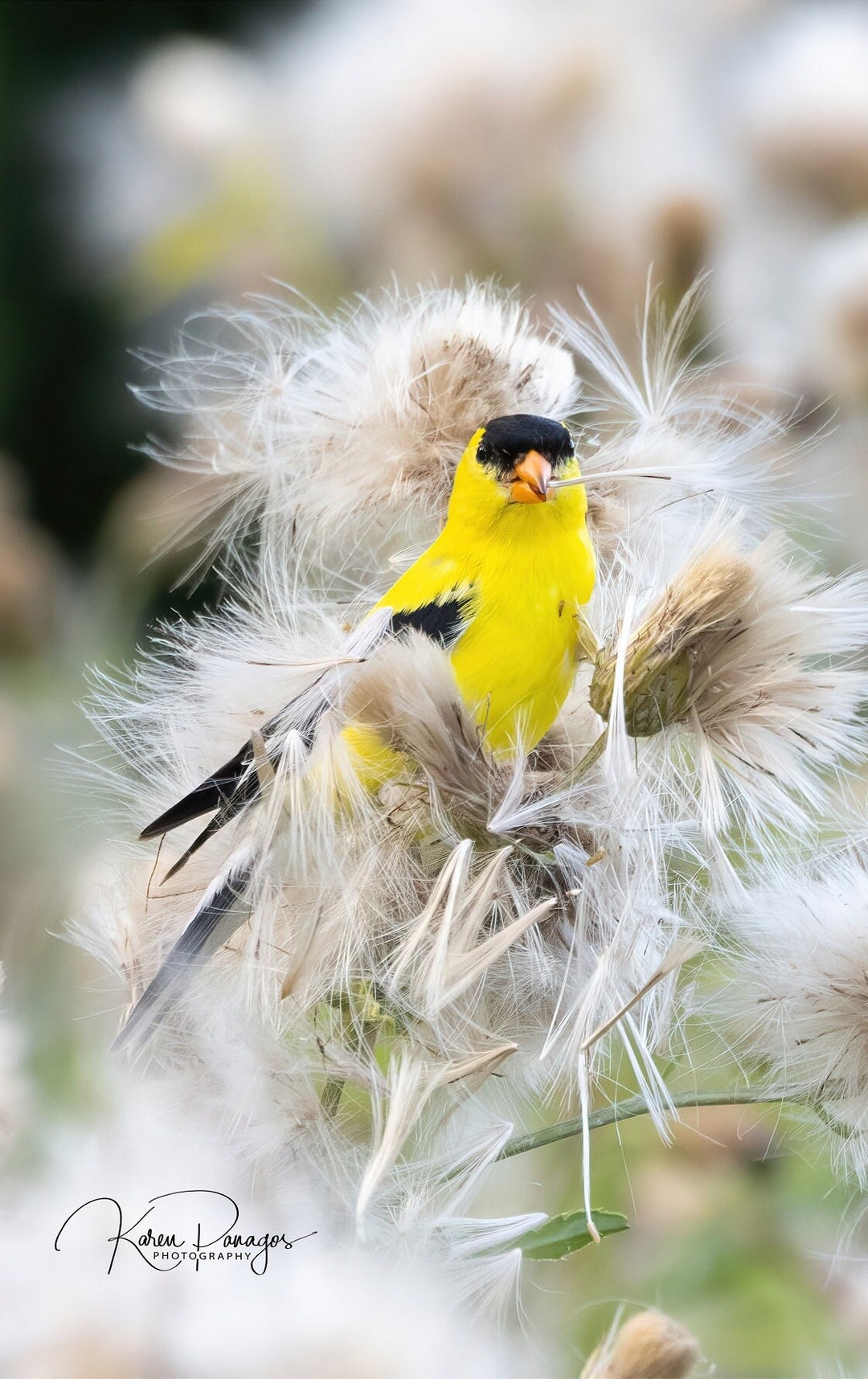 Gold Finch Print, Ready to Hang, Bird Photography, Yellow Bird Art ...