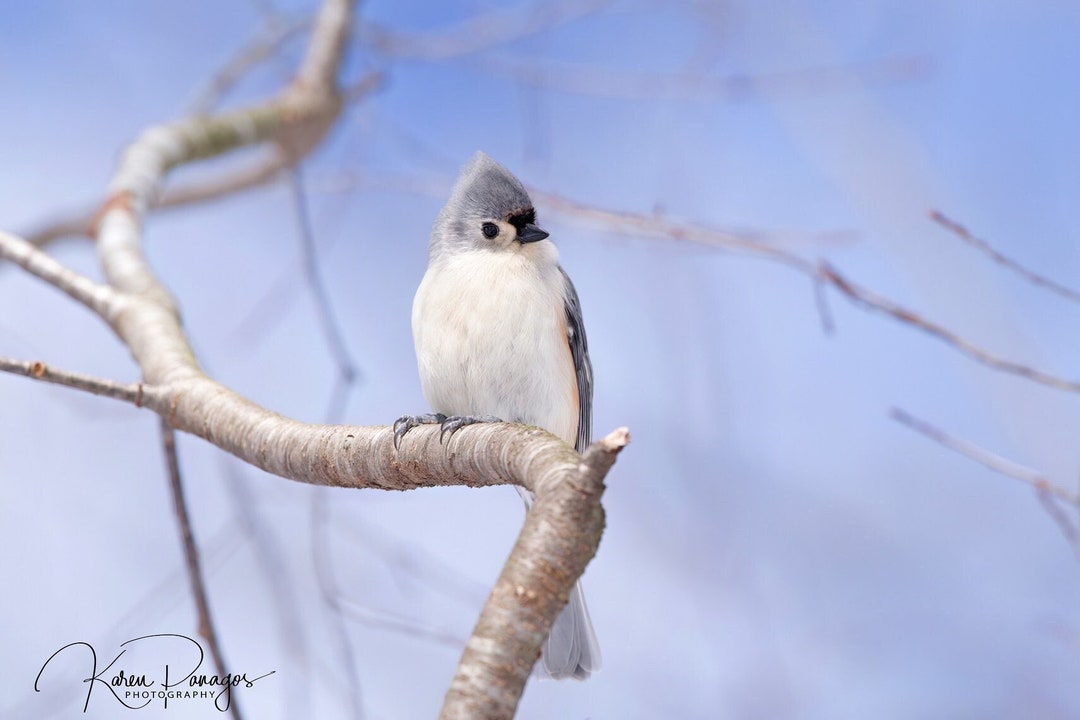 Tufted Titmouse Photo, Winter Bird Photography, Ready to Hang Print ...