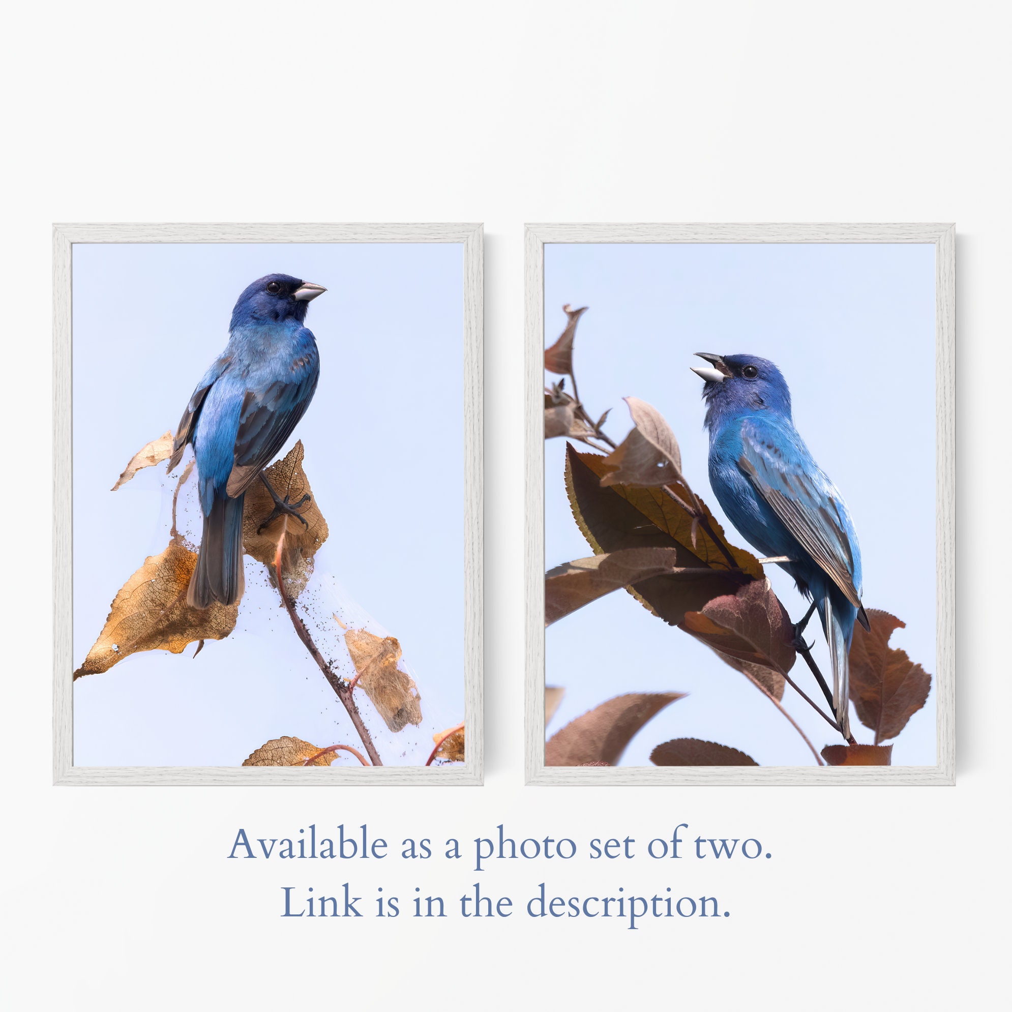 Indigo Bunting Photo, Blue Bird Picture, Bird Photography, Singing Bird ...