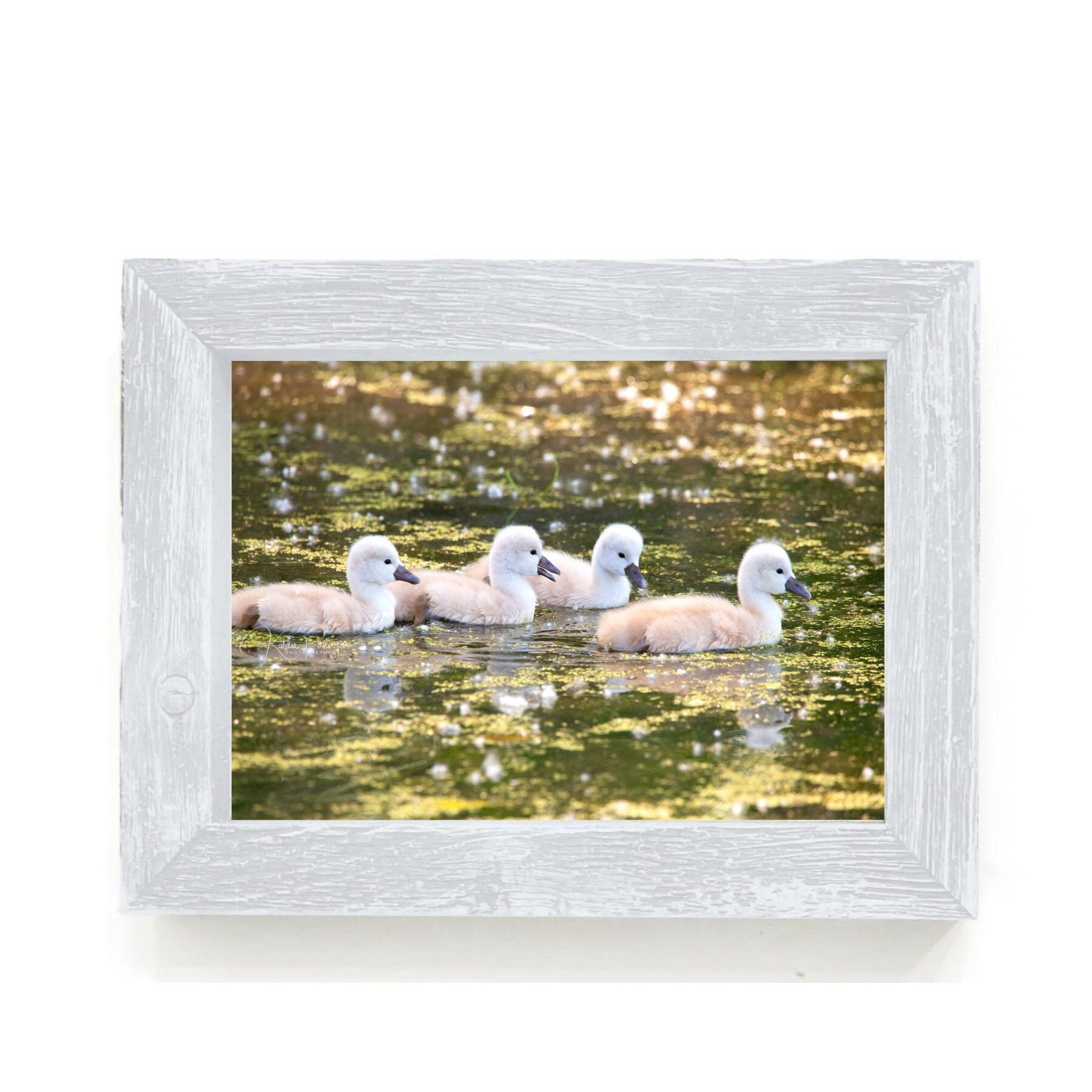 Swan Photography | Ready to Hang | | Baby Swans Art | Nursery Wall Art ...