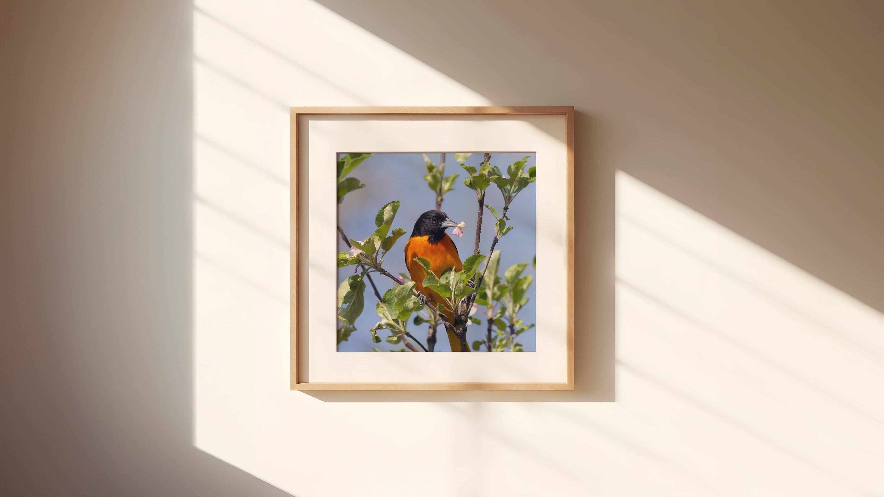 Baltimore Oriole Photo, Bird Photography, Orange Bird Print, Oriole ...