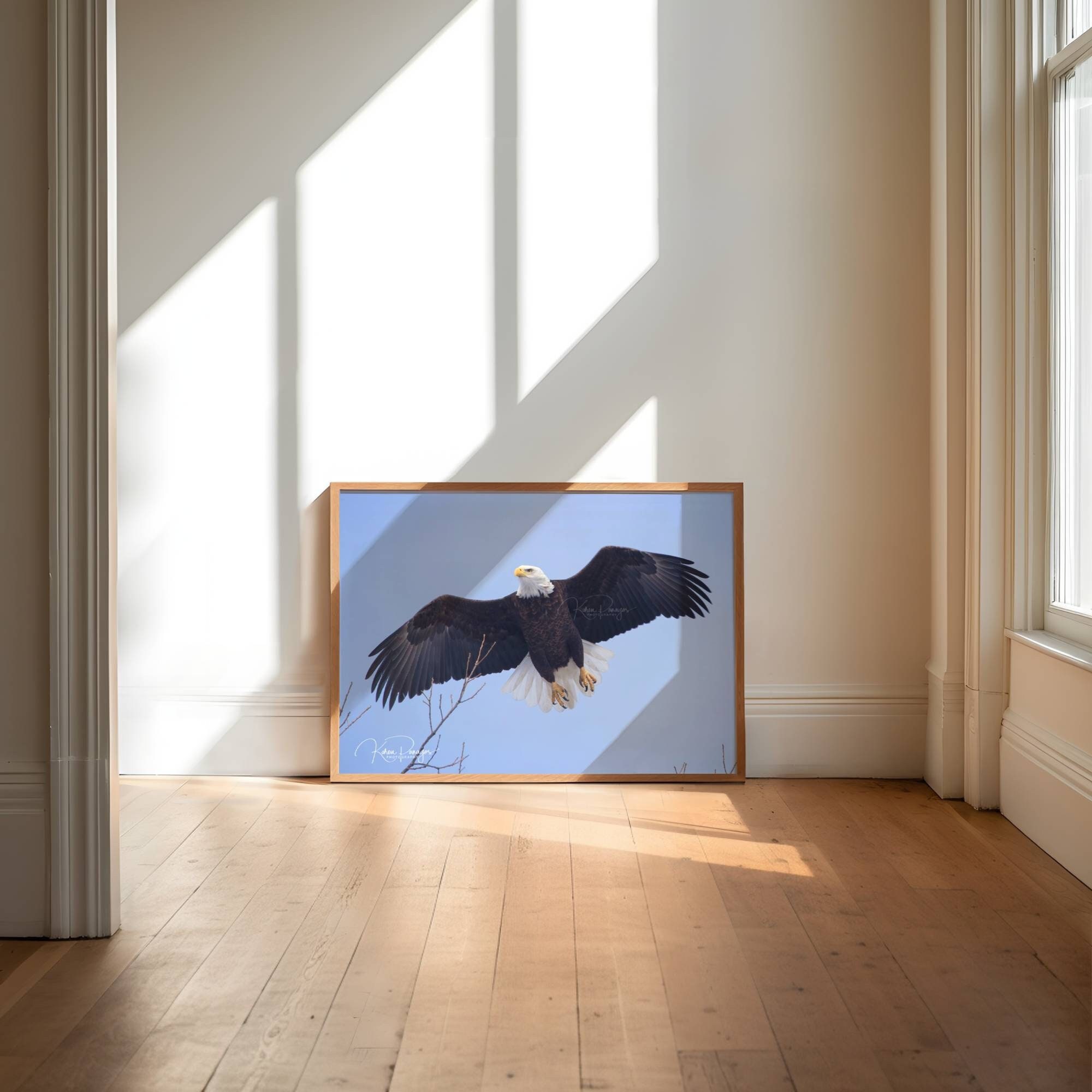 Bald Eagle Flying Print, Bird of Prey Photo, Nature Wall Art, Wildlife ...