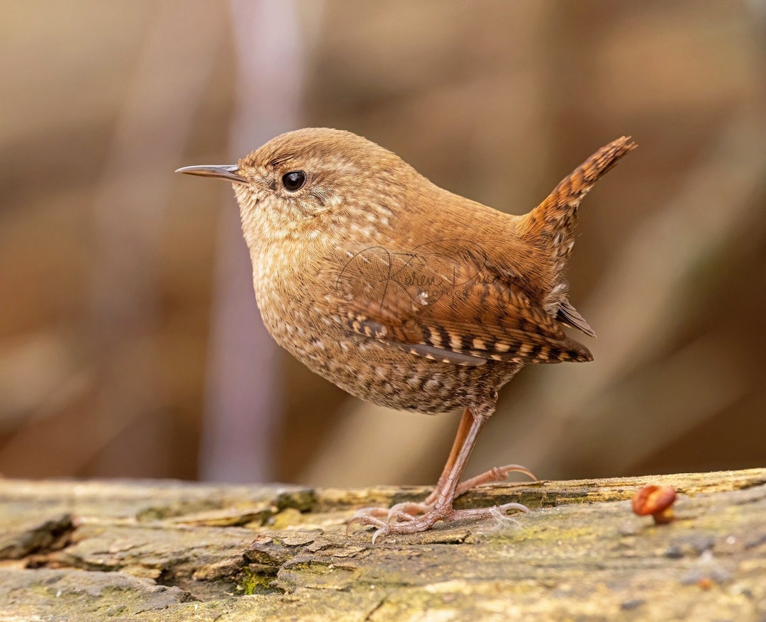 Little Wren Photo, Bird Photography, Winter Wren Print, Nature ...